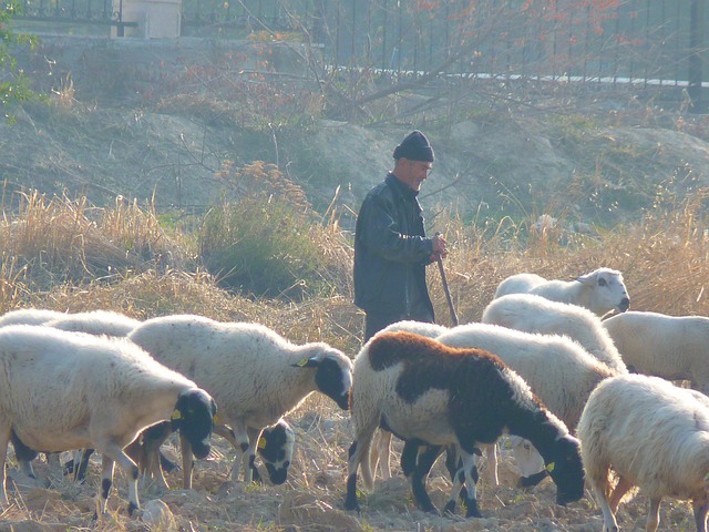 Jesus, The Only Shepherd You Can Trust - Daily Family Devotions